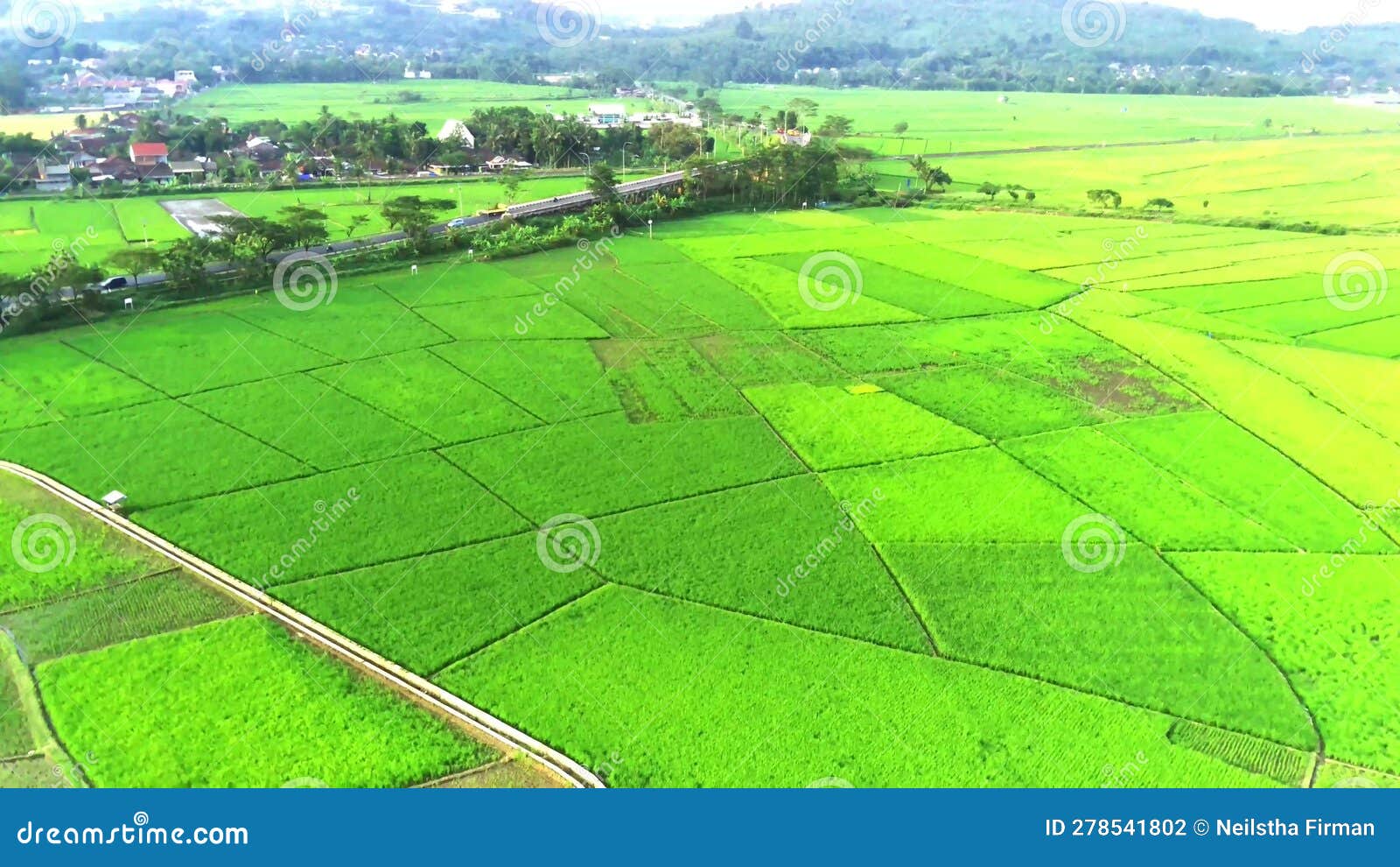 Aerial View of Paddy Fields with Winding Road in Ambarawa, Central Java ...
