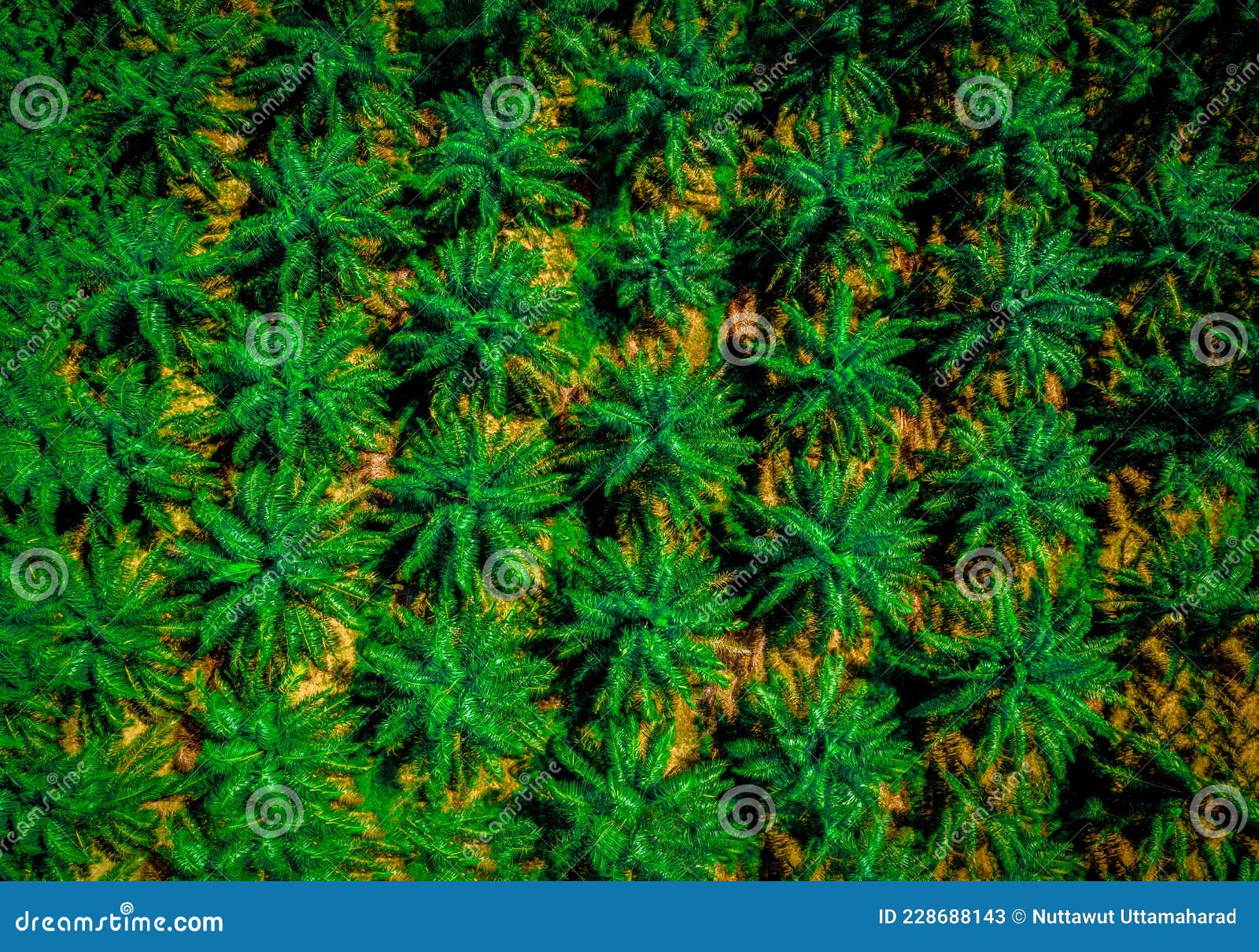 Aerial View of a Palm Oil Industrial Tree Plantation Pattern Stock ...