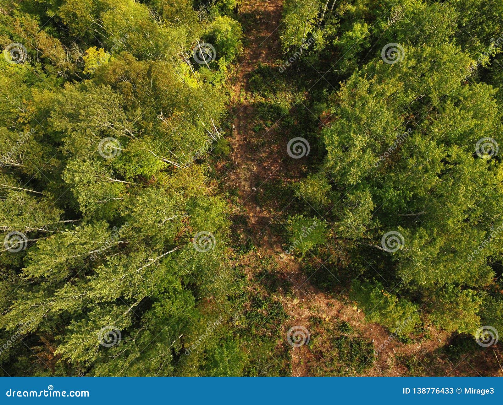Aerial View of Path in Boreal Forest Stock Image - Image of ground ...