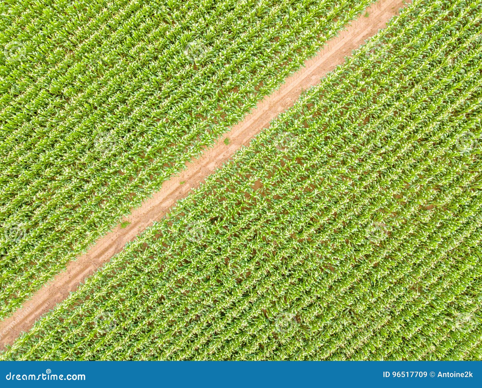 Aerial View of a Path through a Corn Field Culture Stock Image - Image ...