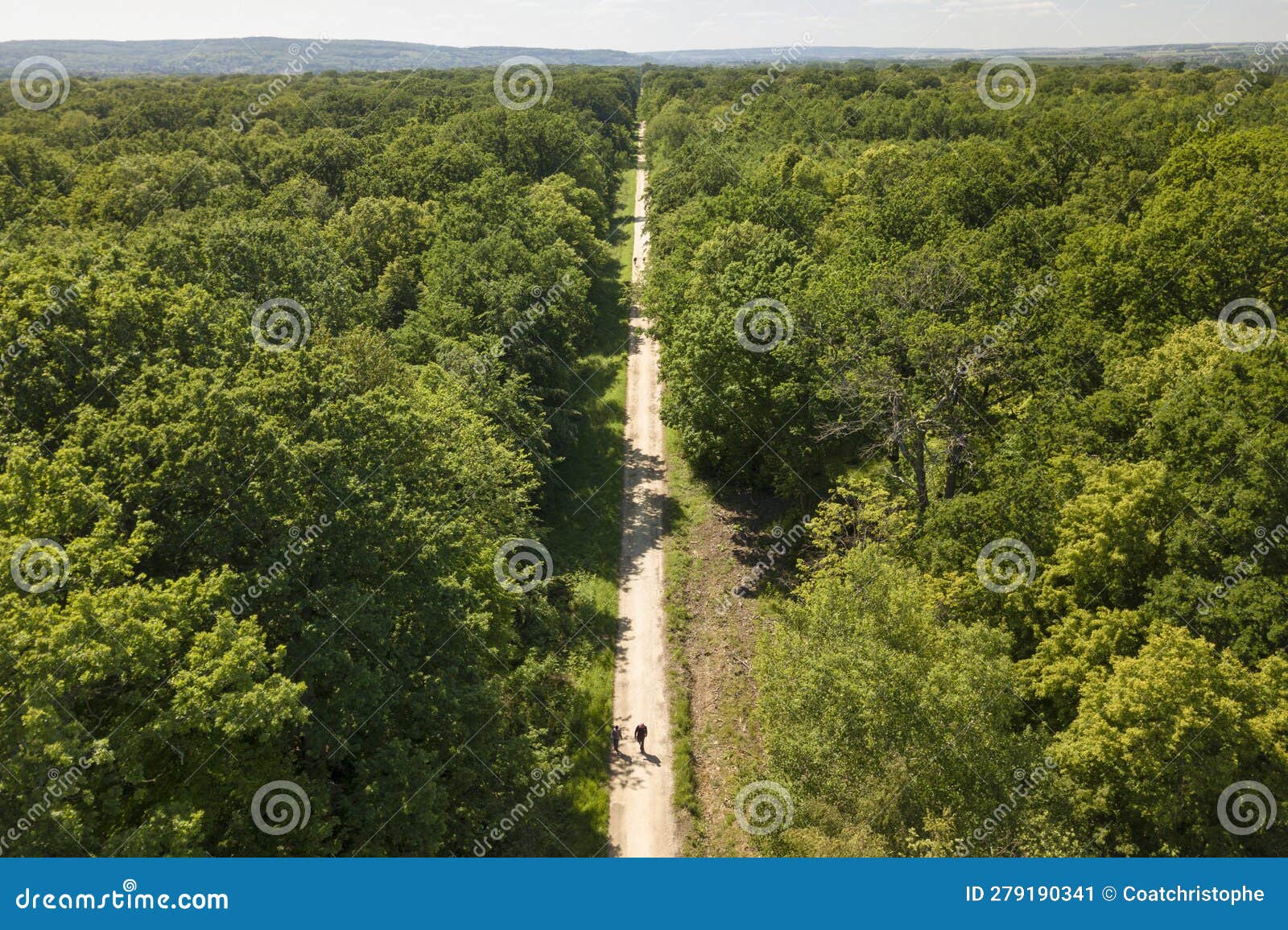 Aerial View of a Path Going through the Forest Stock Image - Image of ...