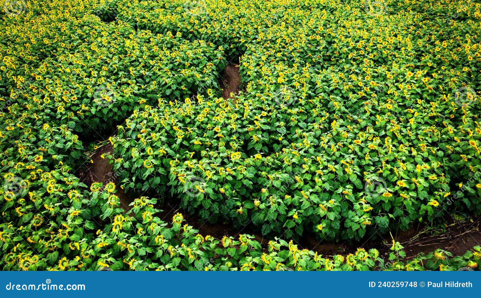 Aerial View of Path through Sunflower Field Stock Photo - Image of ...