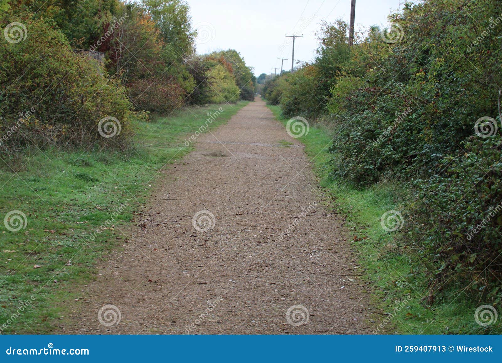 Aerial View of Path Surrounded by Dense Trees Stock Image - Image of ...