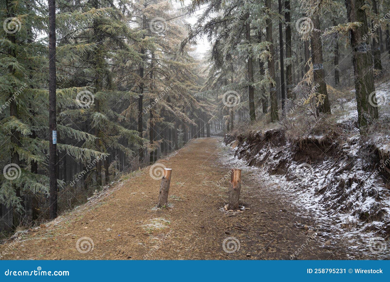 Aerial View of Path Surrounded by Pine Trees in Forest Stock Image ...