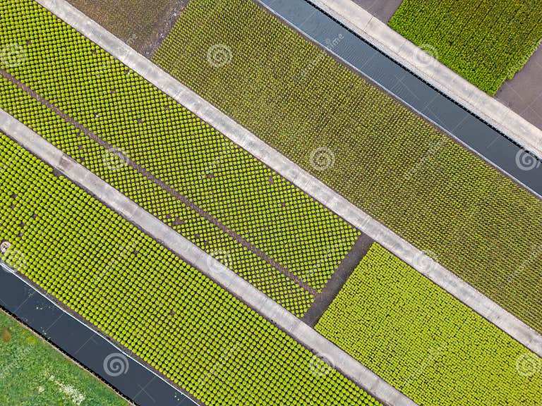 Aerial View of Pattern of Plantation, Paths and Canals Stock Photo ...