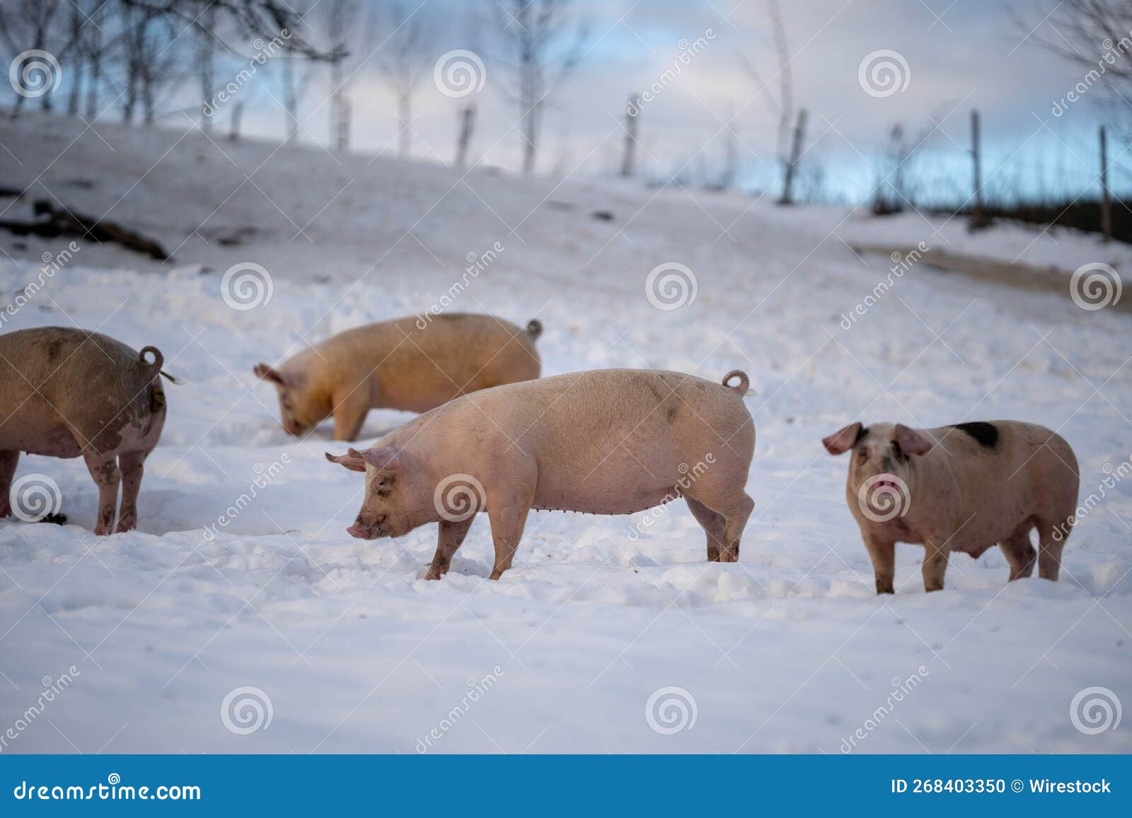 Aerial View of Pigs in Snow Covered Field Stock Photo - Image of snow ...