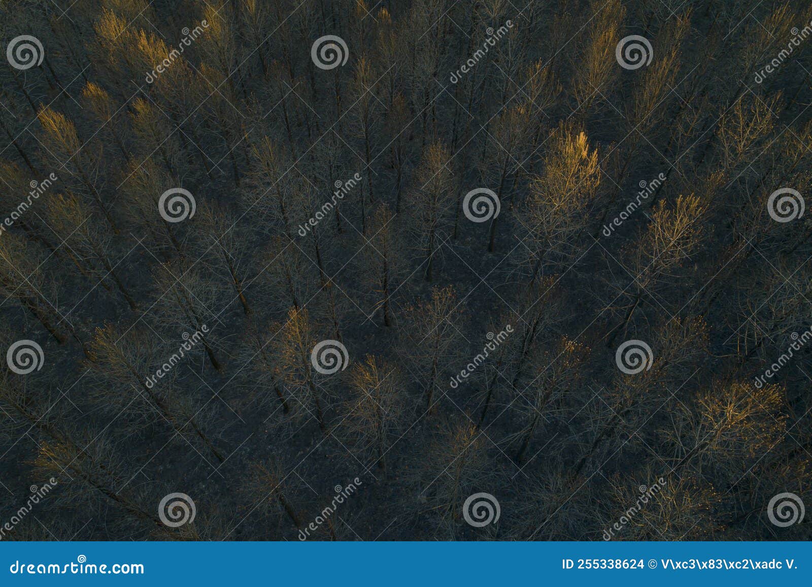 Aerial View of a Pine Forest Burned by Forest Fire Stock Photo - Image ...