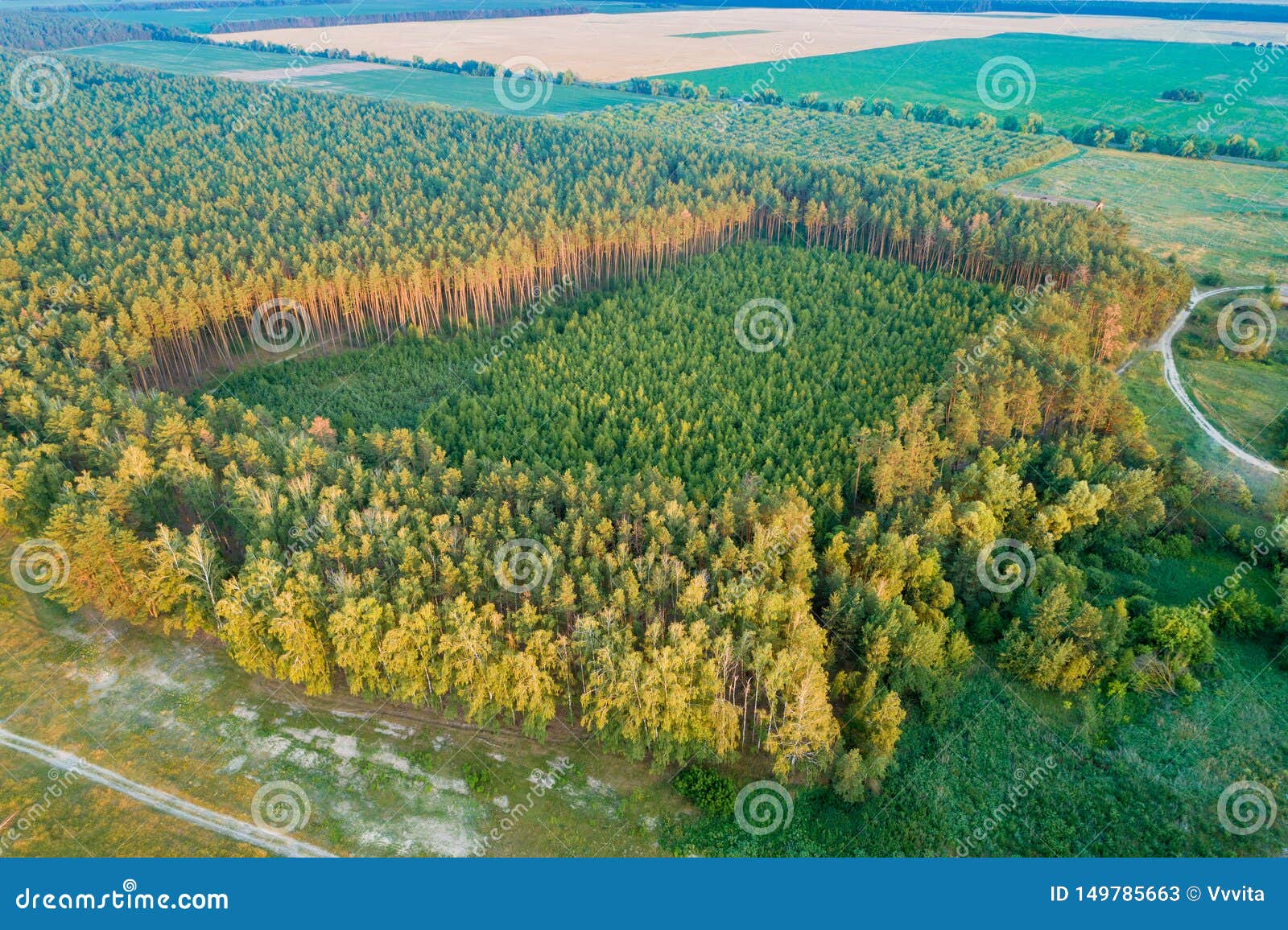 Aerial View of the Pine Forest in Evening Stock Image - Image of arable ...