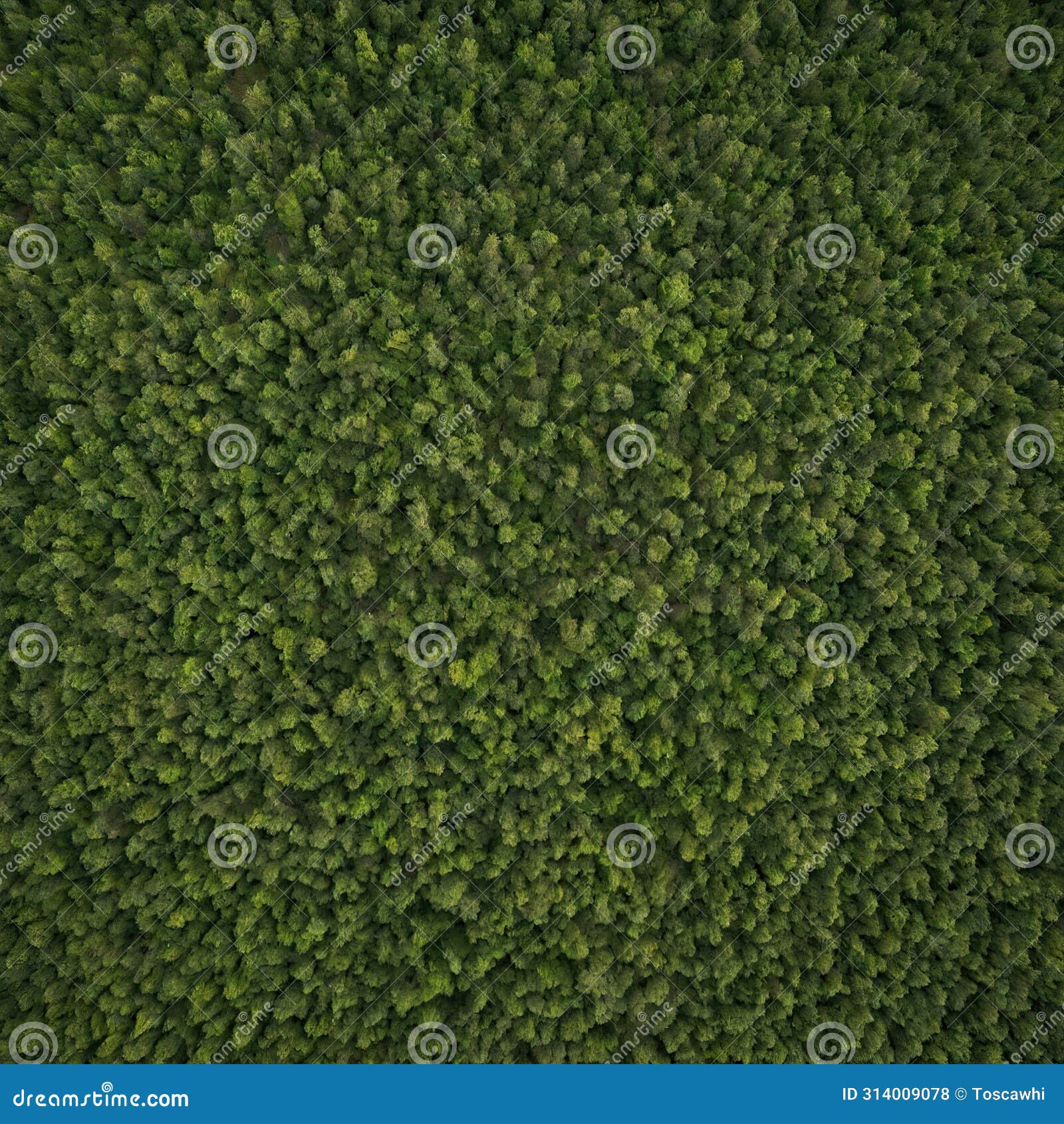 Aerial View of Pine Tree Forest - Green Forest Background Stock ...