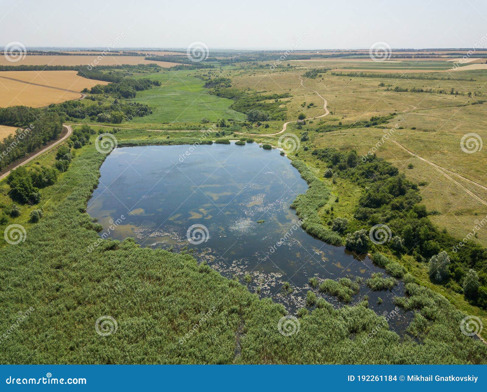 Aerial View of a Pond Surrounded by Reeds and Rows of Trees Stock Photo ...
