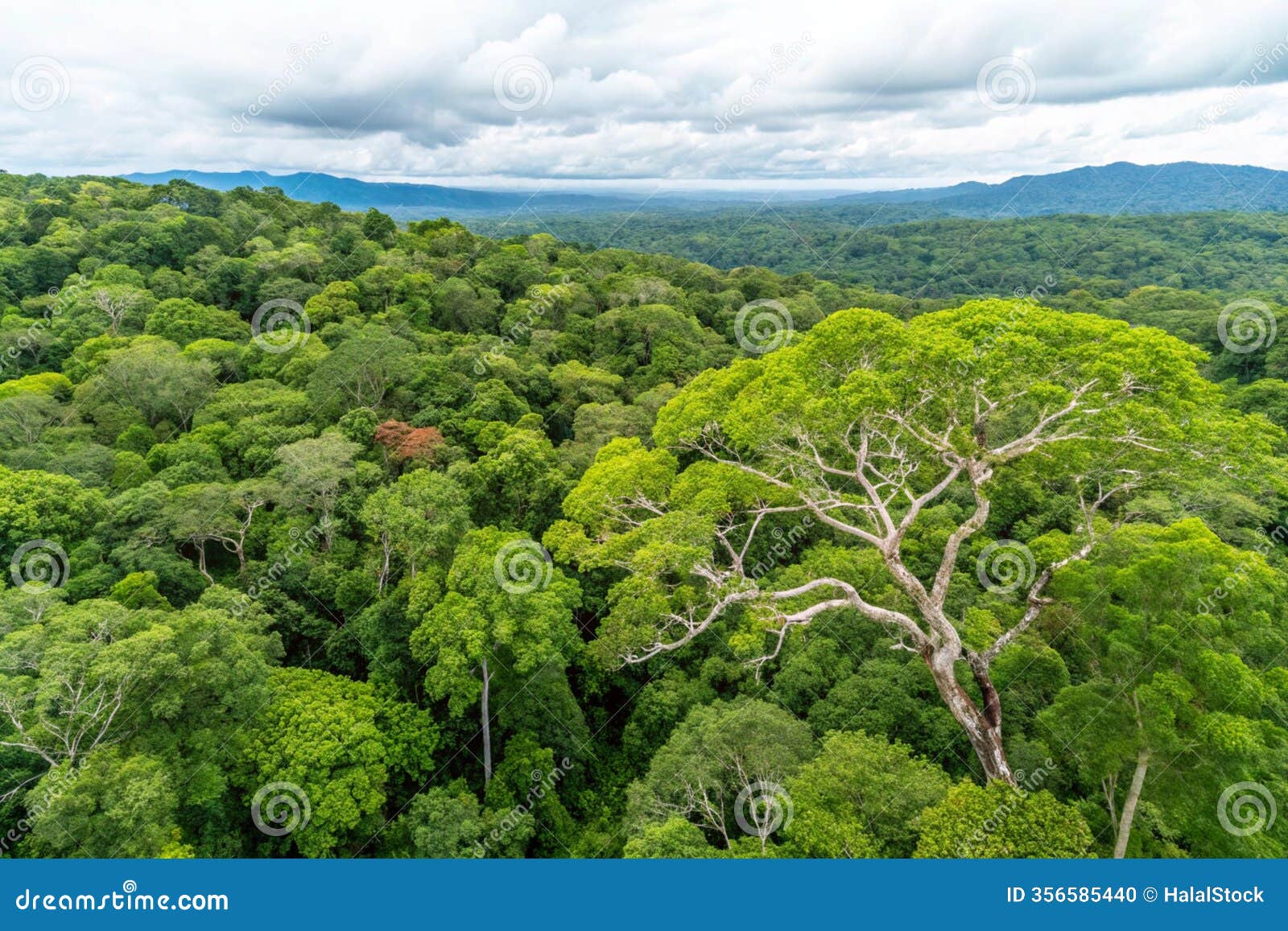 Aerial View of Rainforest Ecosystem Stock Illustration - Illustration ...