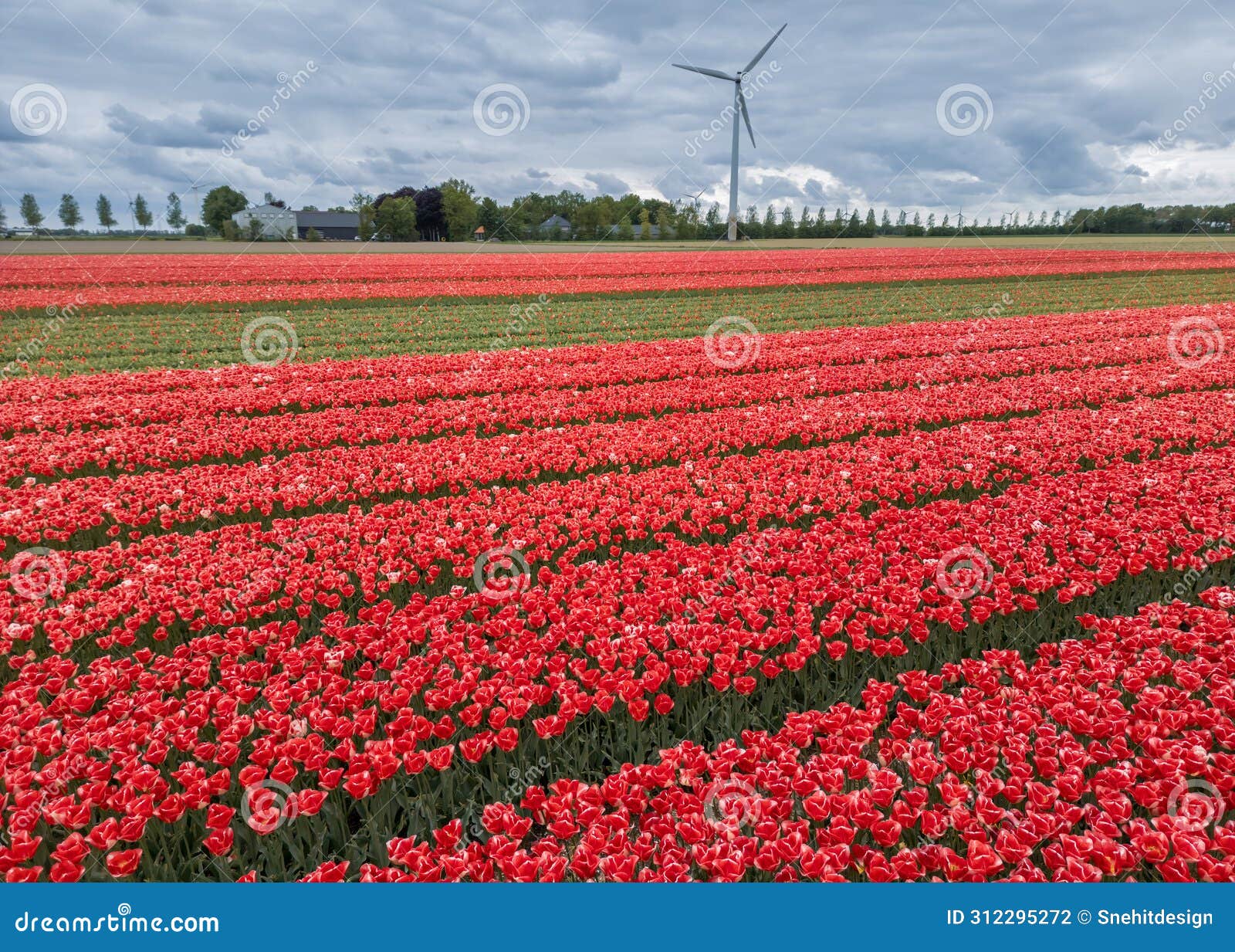 Aerial View of Red Tulip Fields in the Netherlands Stock Photo - Image ...