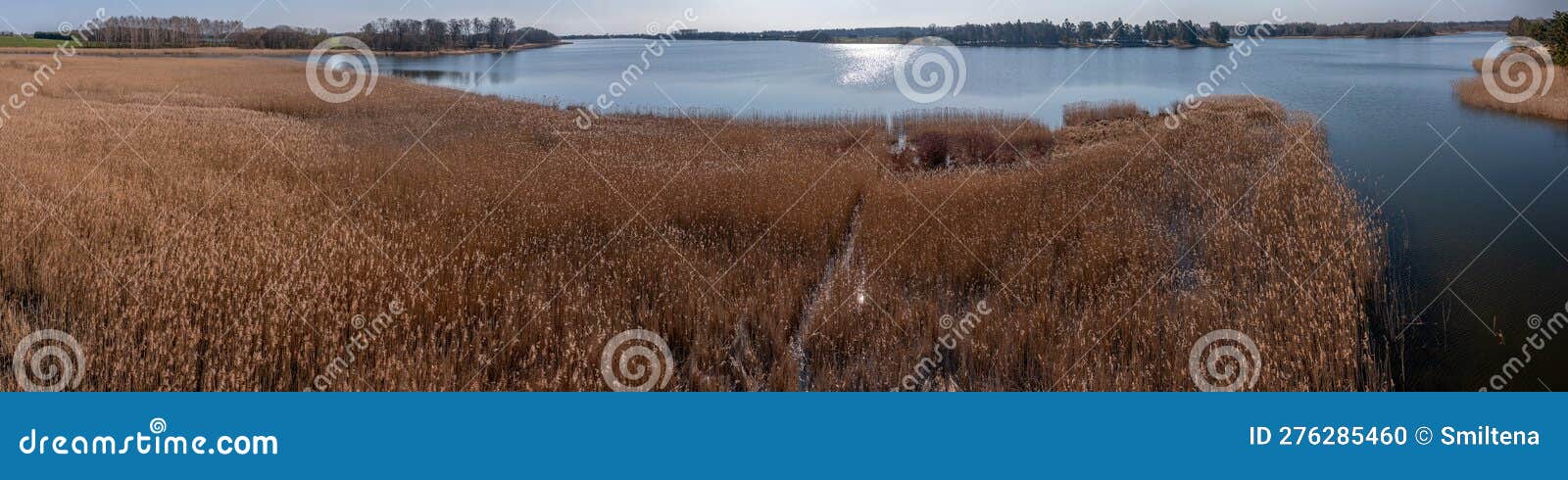 Aerial View of Reed Beds on the Lake in Spring Stock Photo - Image of ...
