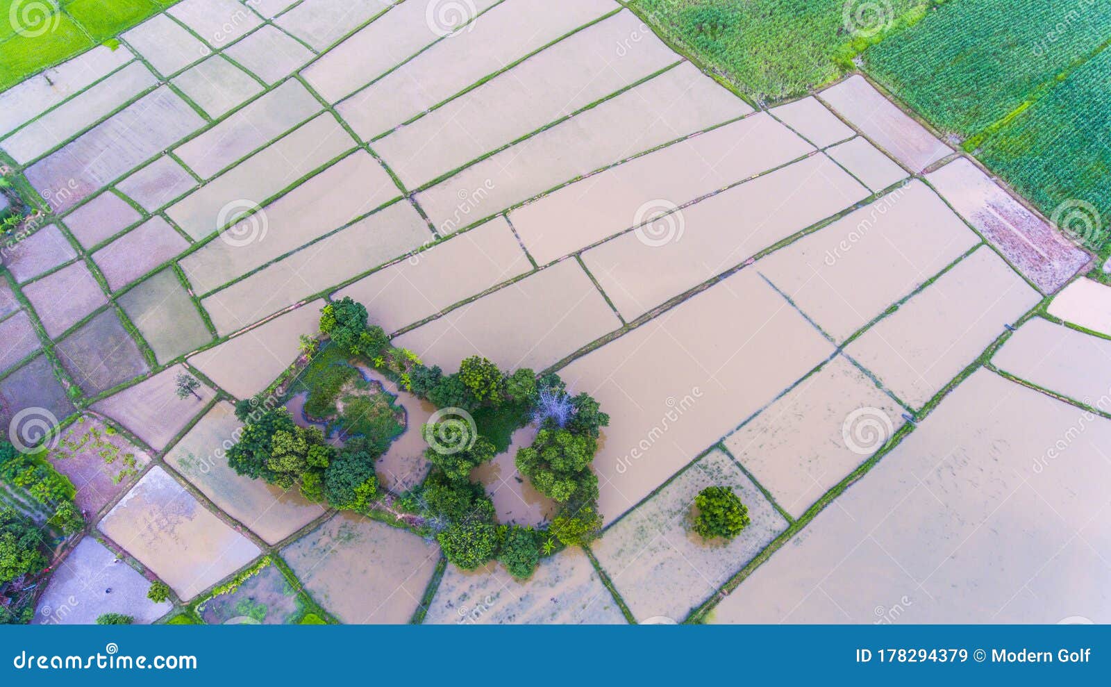 Aerial View of a Rice Fields Stock Image - Image of land, fields: 178294379