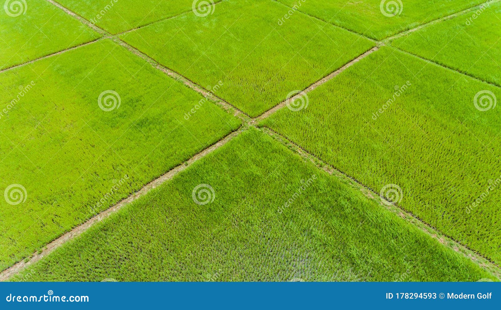 Aerial View of a Rice Fields Stock Image - Image of wind, paddy: 178294593