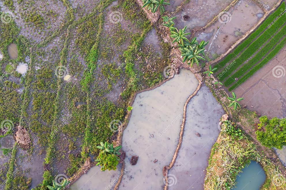 Aerial View of Rice Fields in the Asia Stock Image - Image of hill ...