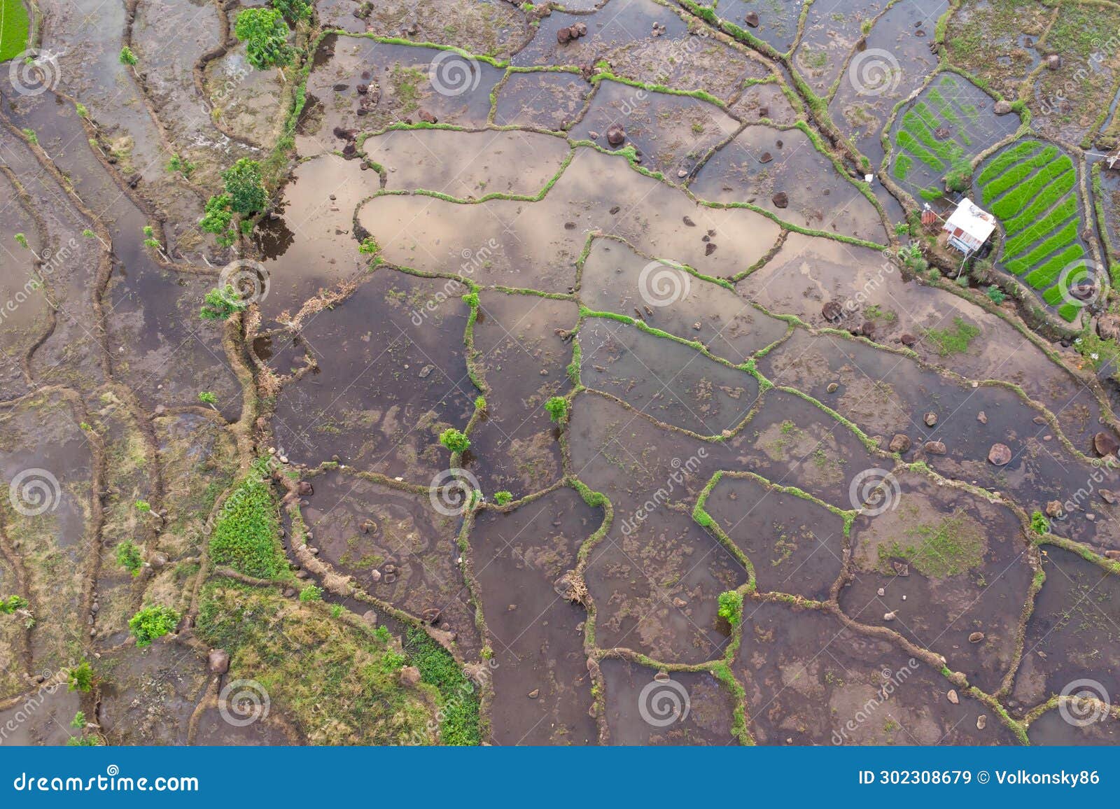 Aerial View of Rice Fields in Asia Stock Image - Image of tropical ...