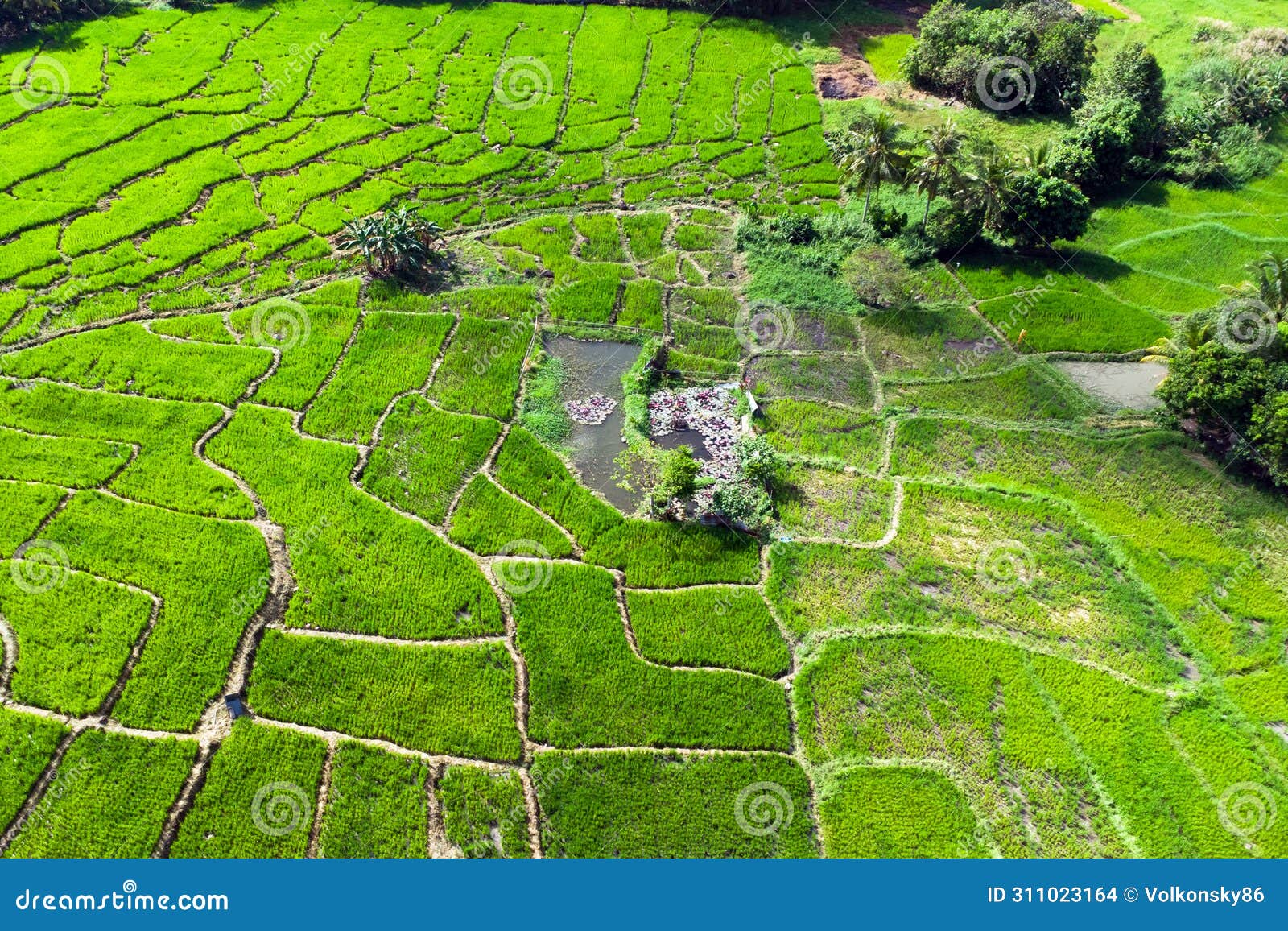 Aerial View of Rice Fields in the Asia Stock Photo - Image of farming ...