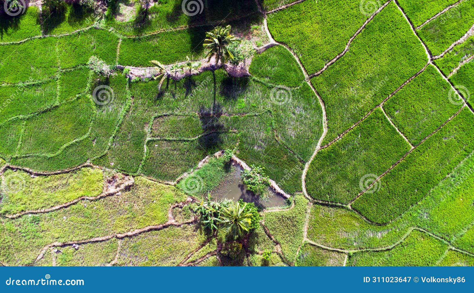 Aerial View of Rice Fields in the Asia Stock Image - Image of land ...