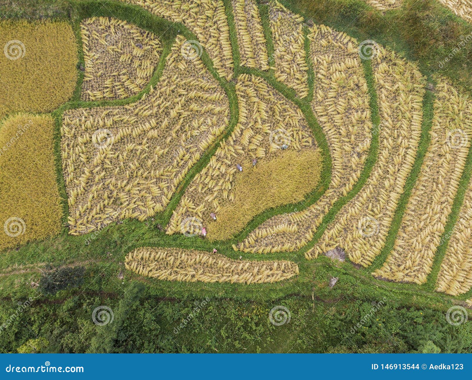 Aerial View of Rice Fields High Angle of Rice Field in Rural Thailand ...