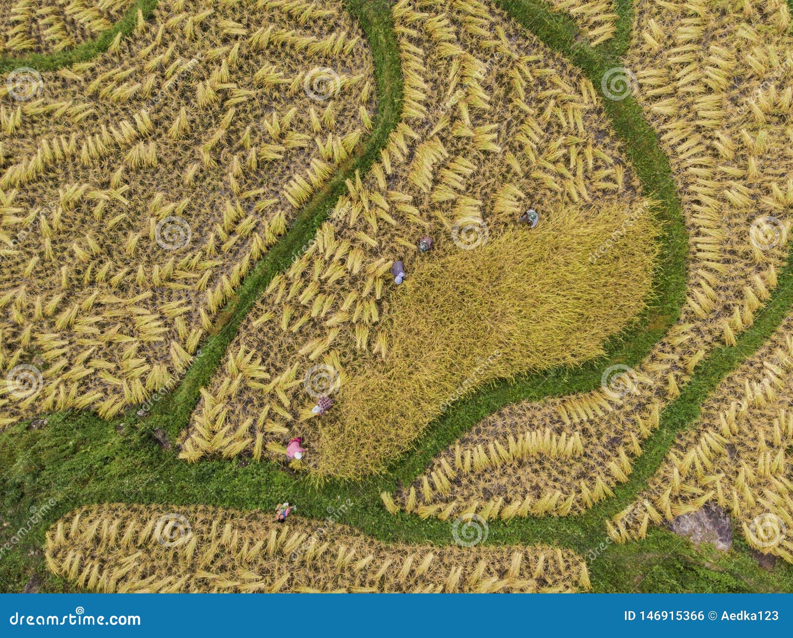 Aerial View of Rice Fields High Angle of Rice Field in Rural Thailand ... Aerial View of Rice Fields High Angle of Rice Field in Rural Thailand ...