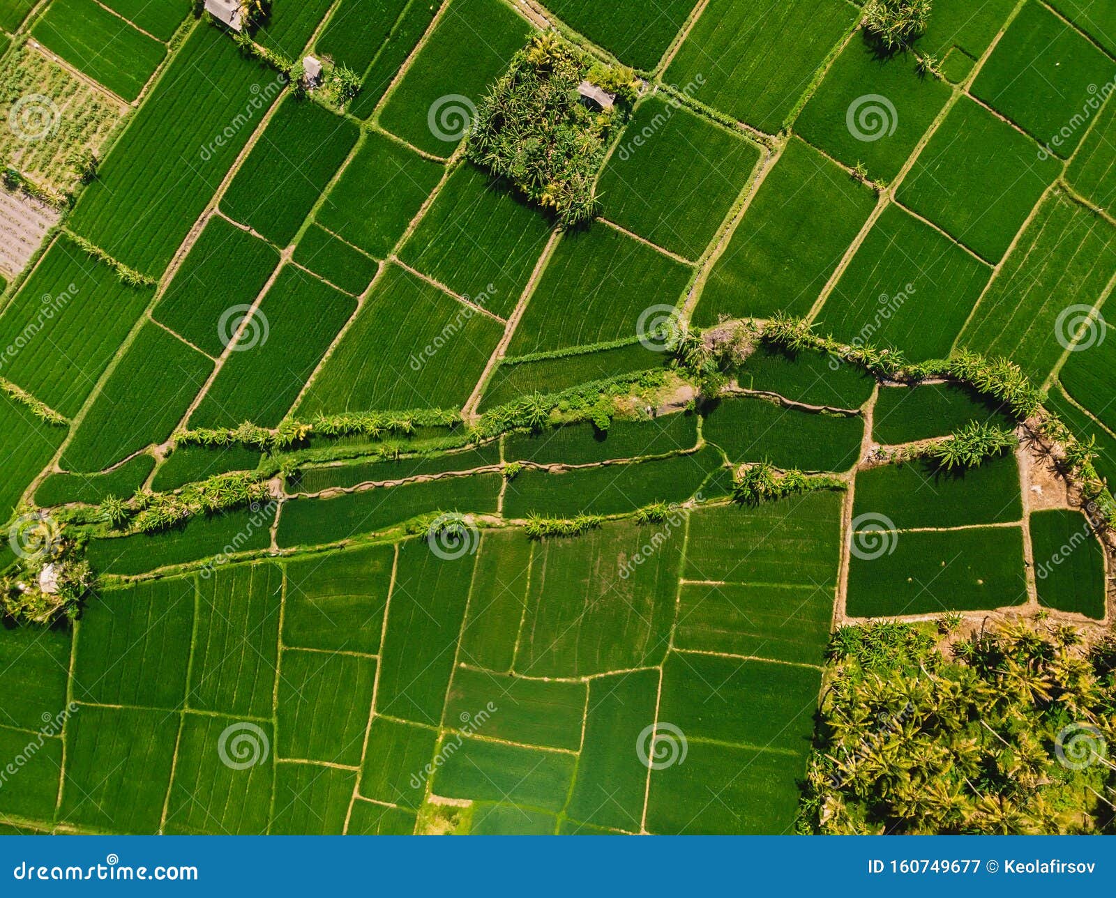 Aerial View of Rice Fields. Natural Textures Stock Image - Image of ...
