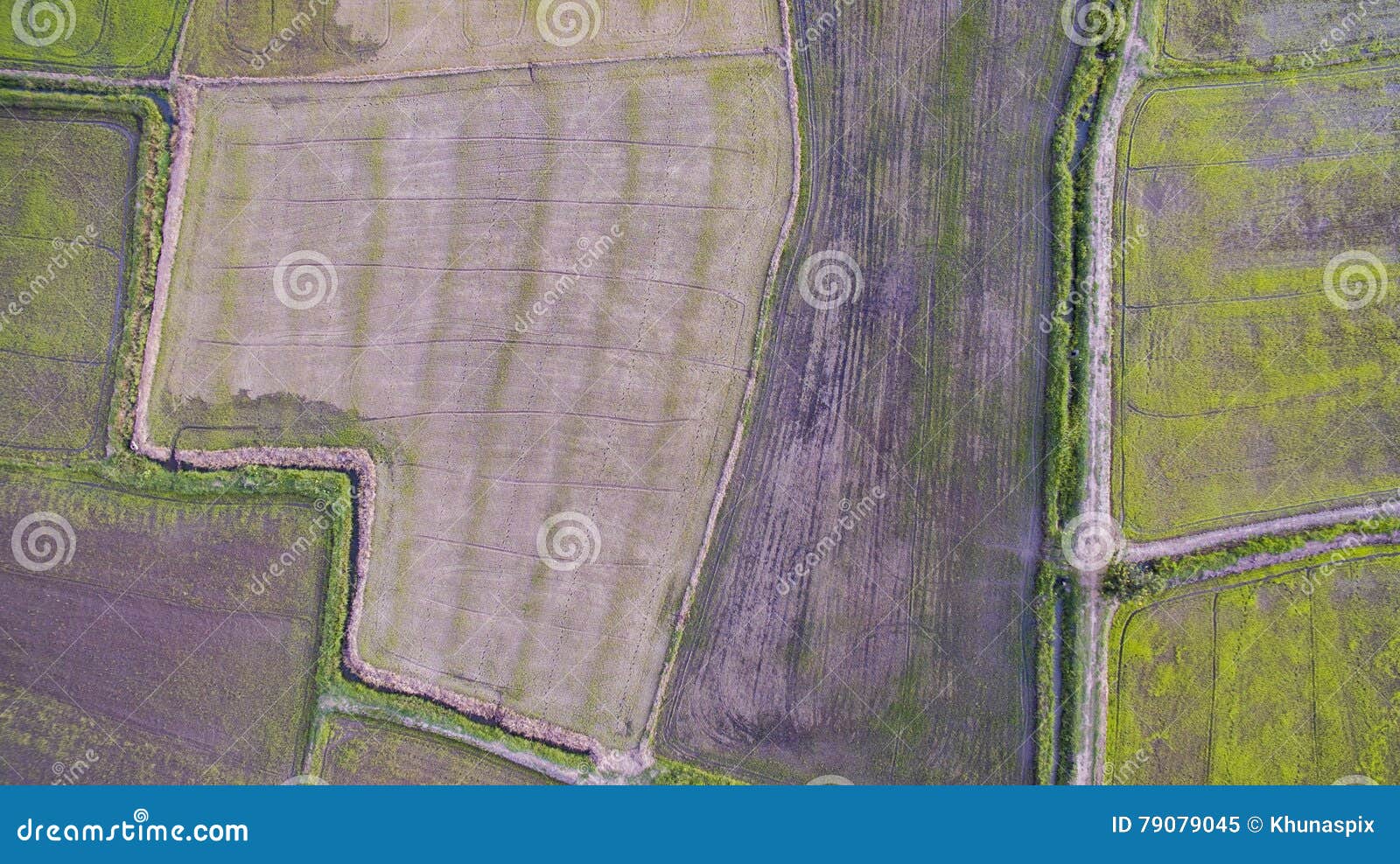 Aerial View of Rice Paddy in Agriculture Field Stock Image - Image of ...
