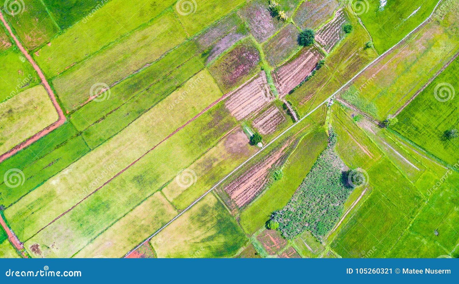 Aerial view of rice paddy stock image. Image of landscape - 105260321