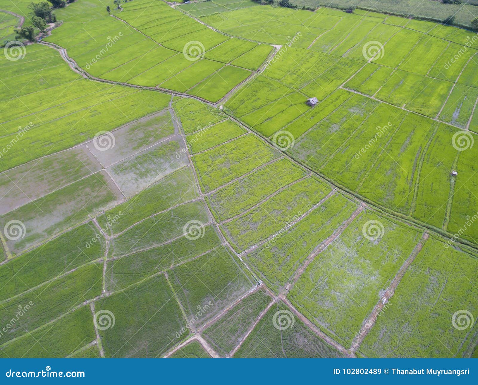Aerial View. Rice Plants in Paddy Field Stock Image - Image of growth ...