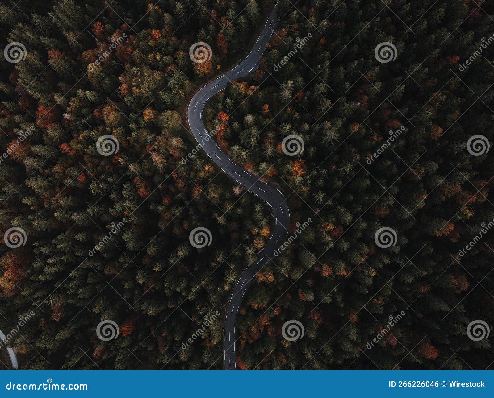 Aerial View of a Road through Forest Stock Photo - Image of forest ...
