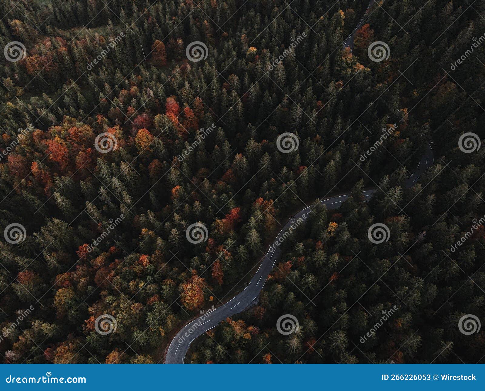 Aerial View of a Road through Forest Stock Image - Image of environment ...