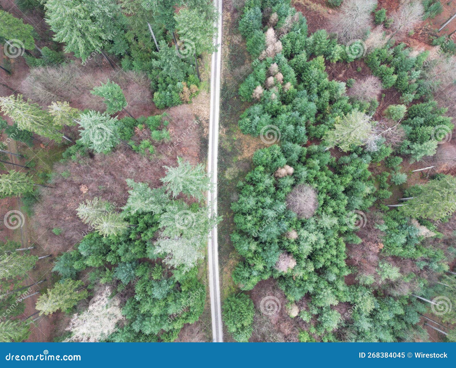 Aerial View of a Road in a Forest Stock Image - Image of natural ...