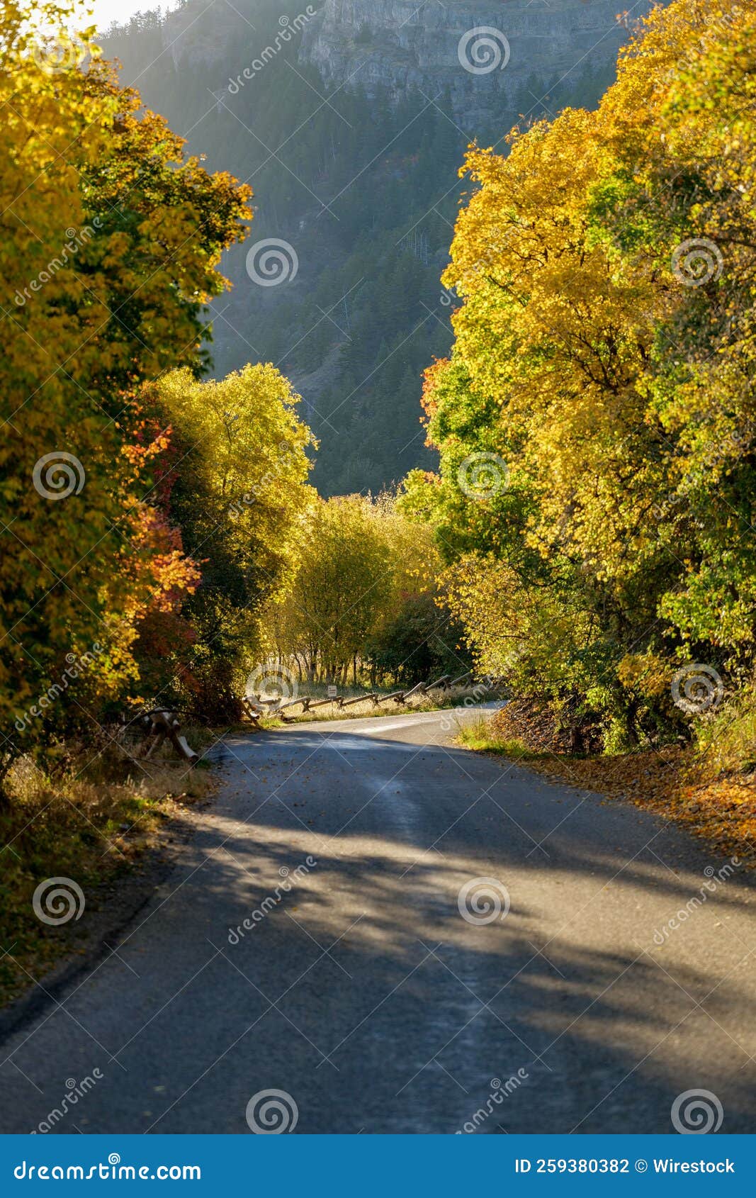 Aerial View of Road Surrounded by Dense Trees Stock Photo - Image of ...