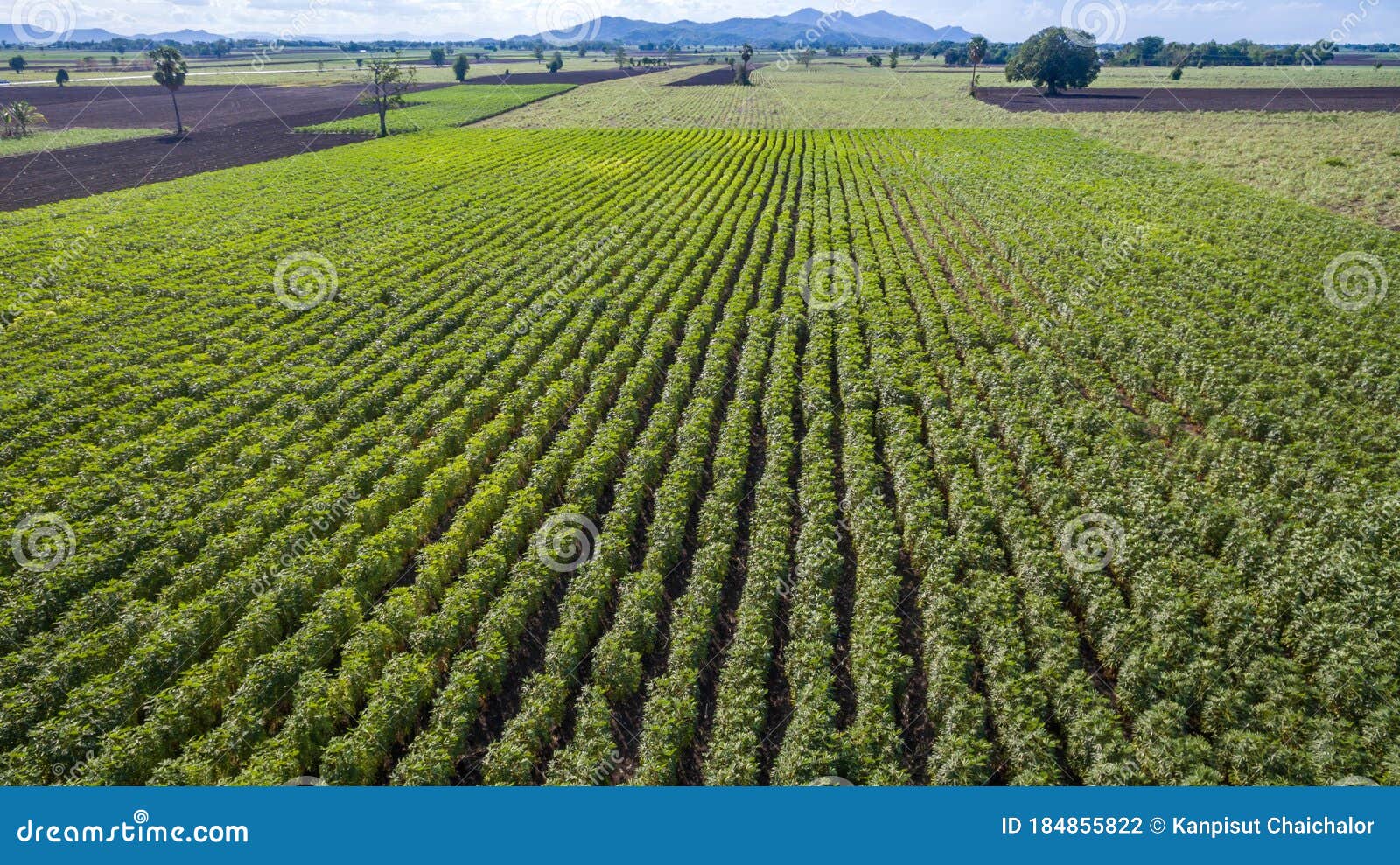 Aerial View Rows of Cassava in Farm Pattern. Copy Space for Background ... Aerial View Rows of Cassava in Farm Pattern. Copy Space for Background ...