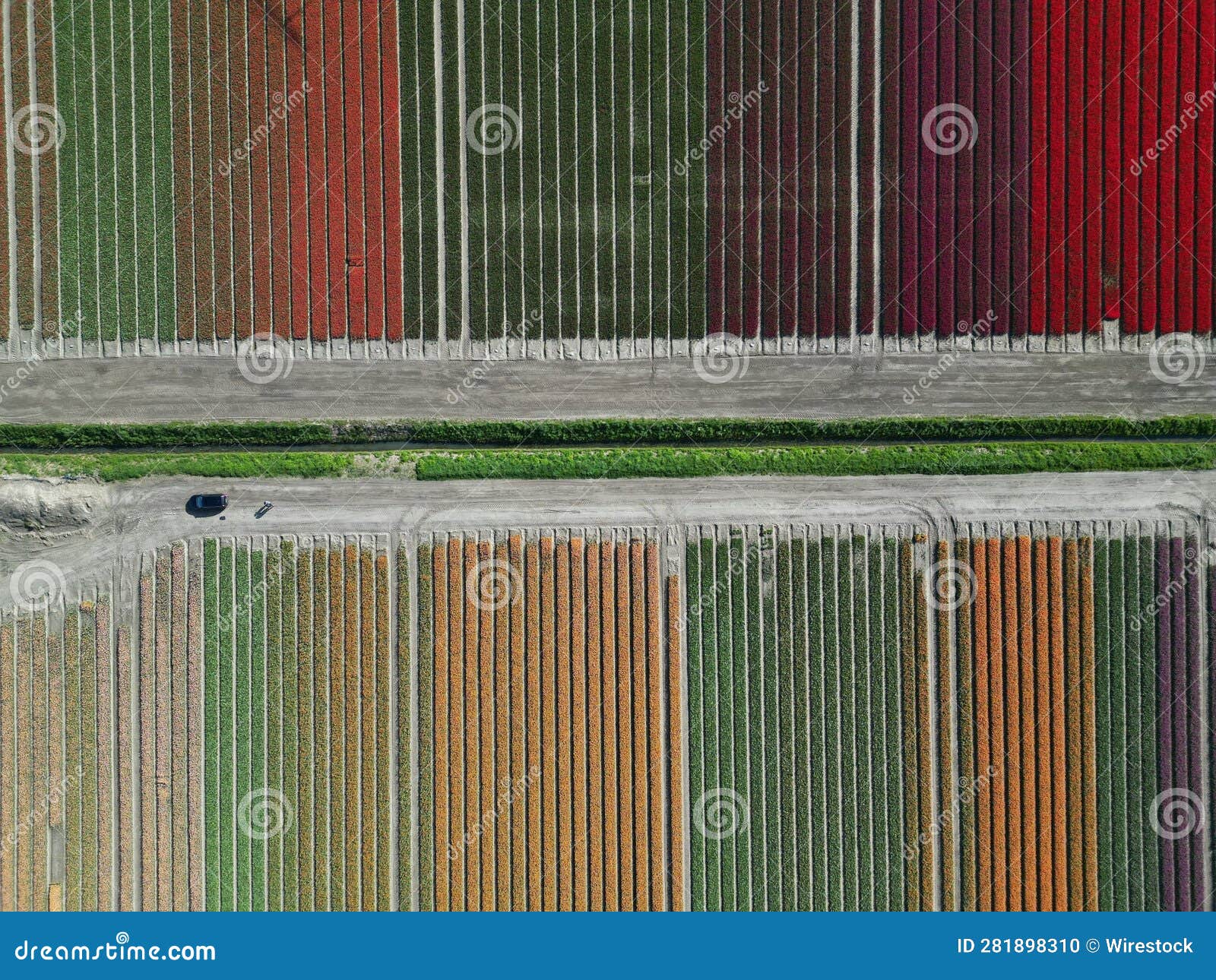 Aerial View of the Rows of Colorful Tulips Stock Photo - Image of flora ...