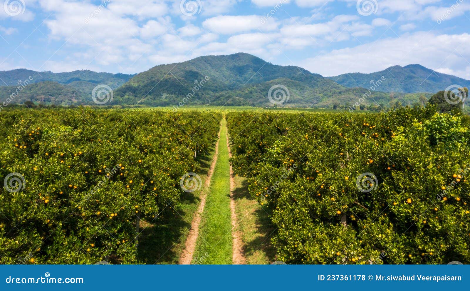 Aerial View Rows of Orange Trees in Plantation, Orange Tree Farm ... Aerial View Rows of Orange Trees in Plantation, Orange Tree Farm ...