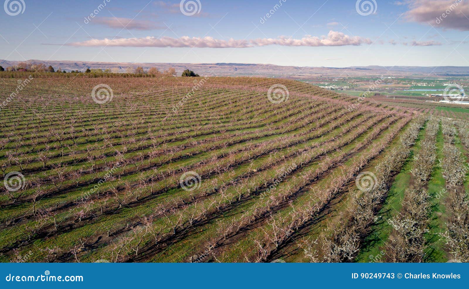 Aerial View of Rows of Trees in a Fruit Orchard in Spring Stock Image ...
