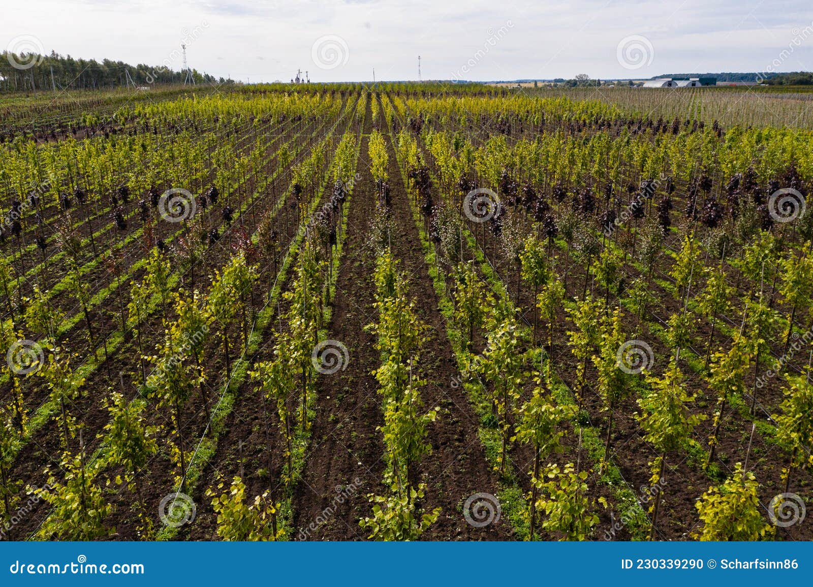 Aerial View of Rows of Trees in a Tree Nursery Stock Photo - Image of ...