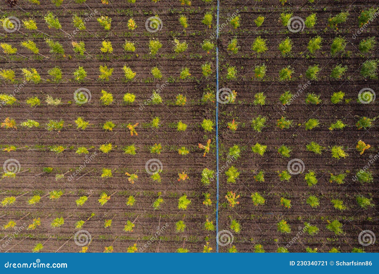 Aerial View of Rows of Trees in a Tree Nursery Stock Image - Image of ... Aerial View of Rows of Trees in a Tree Nursery Stock Image - Image of ...