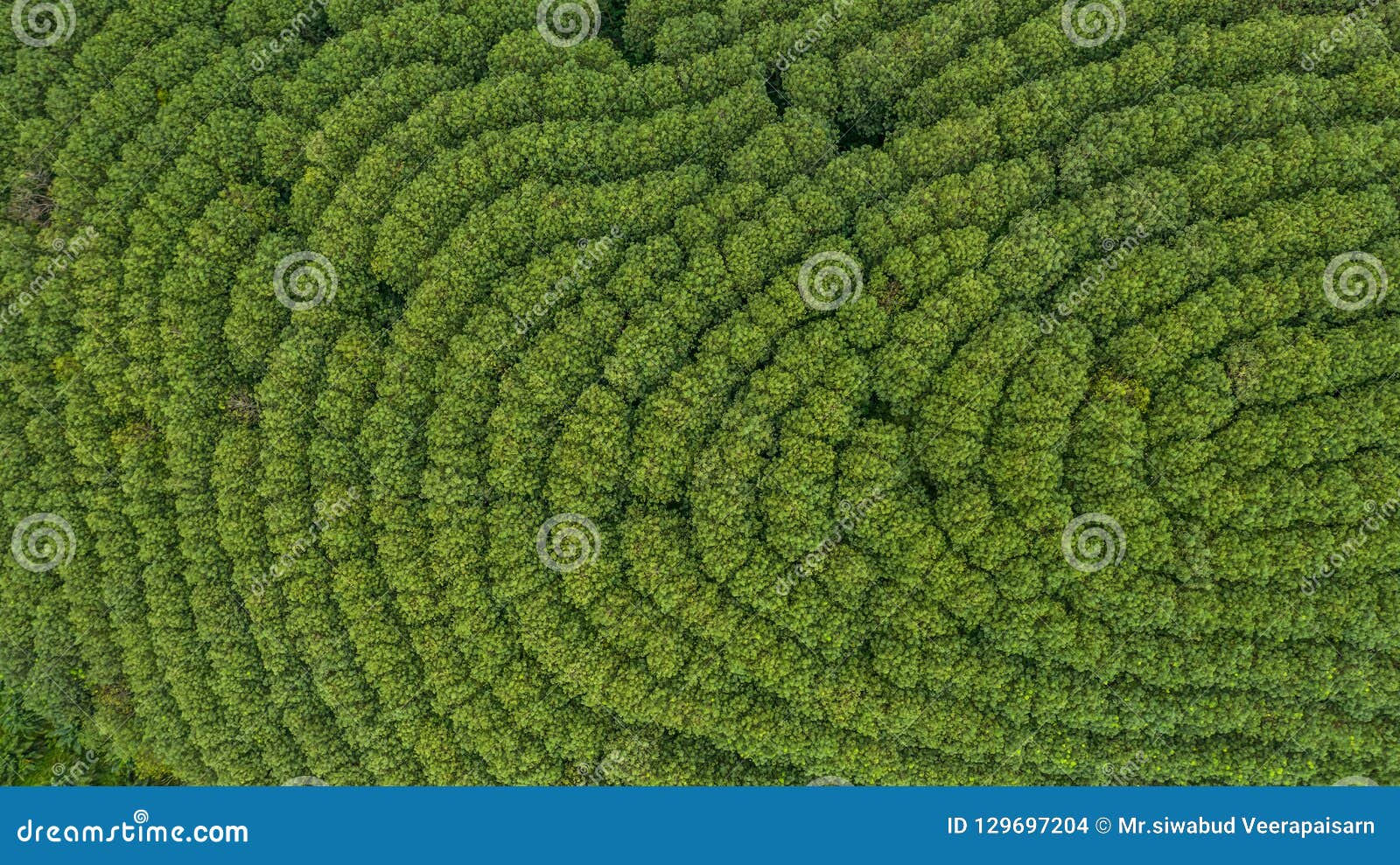 View Of Rubber Trees In Forest. Rubber Tree Plantation Background ...