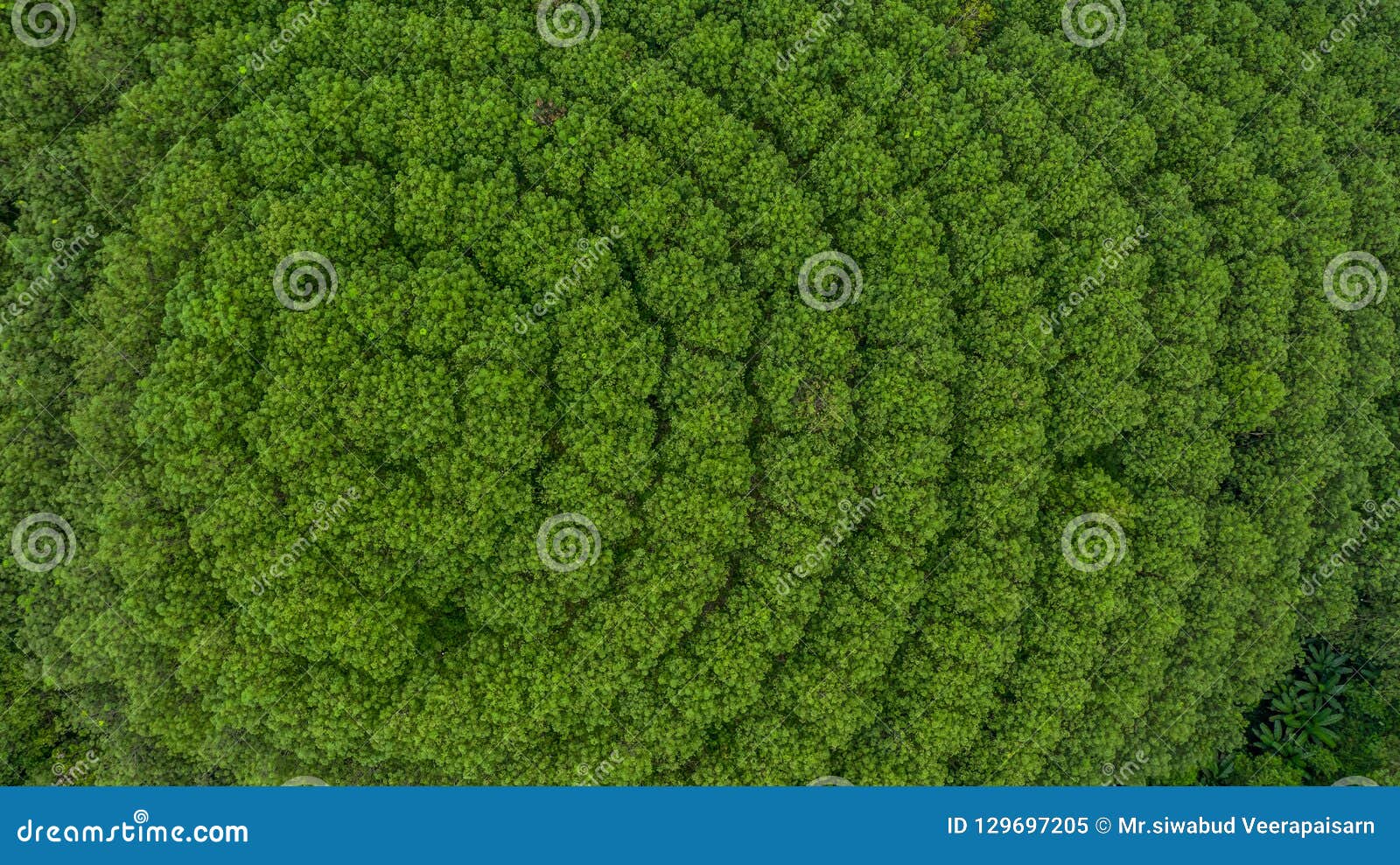 Aerial View Rubber Tree Forest, Top View of Rubber Tree and Leaf Stock ...