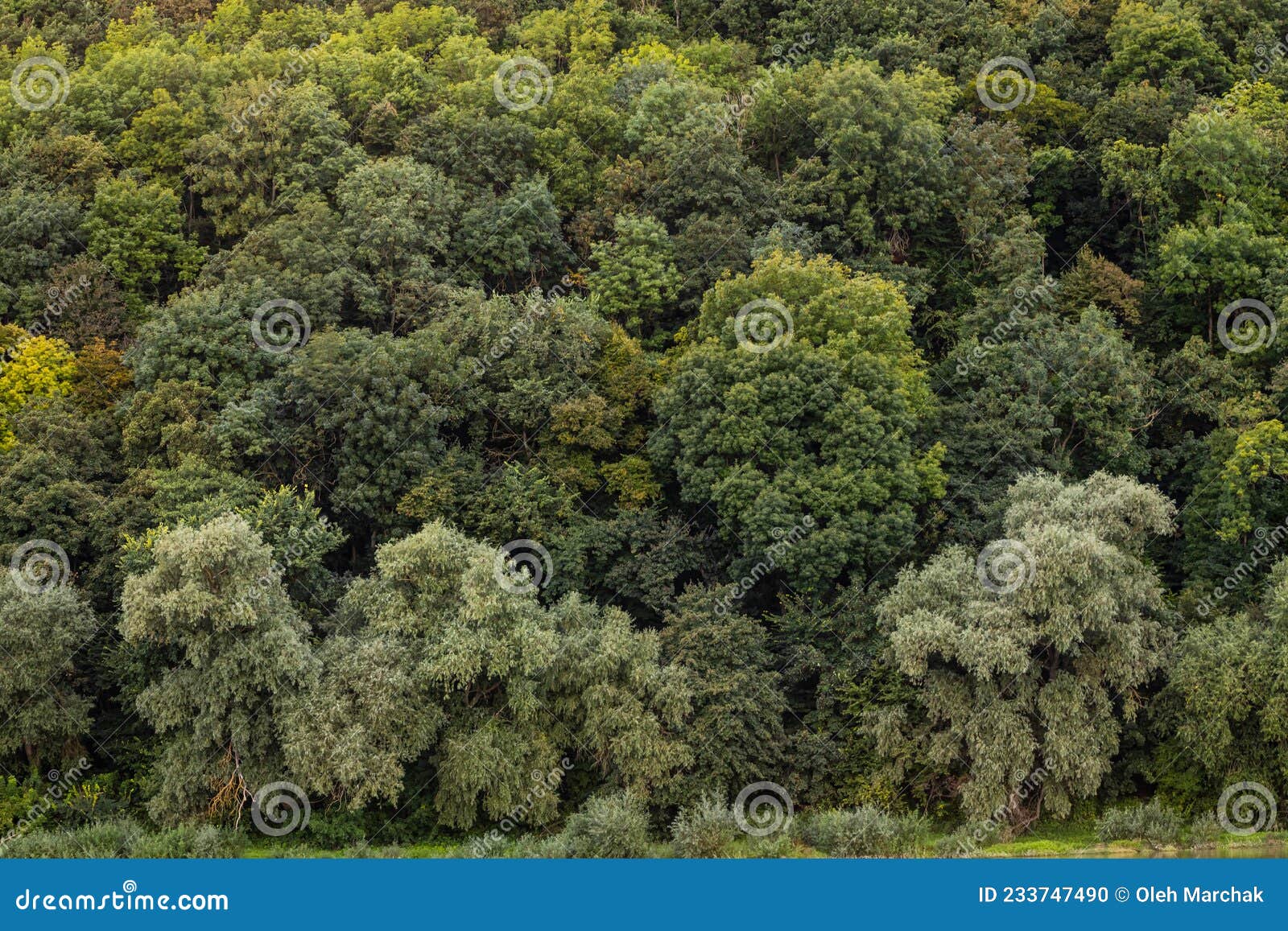 Aerial View Rubber Tree Forest, Top View of Rubber Tree and Leaf ...