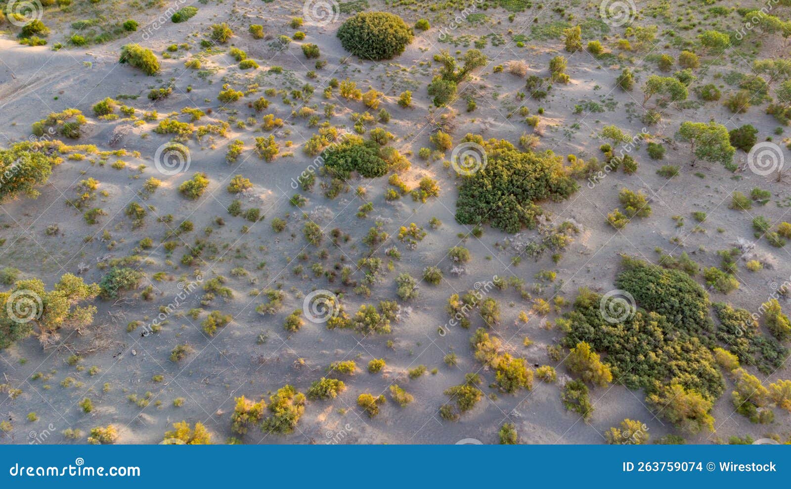 Aerial View of a Sandy Landscape with Plants Stock Photo - Image of ...