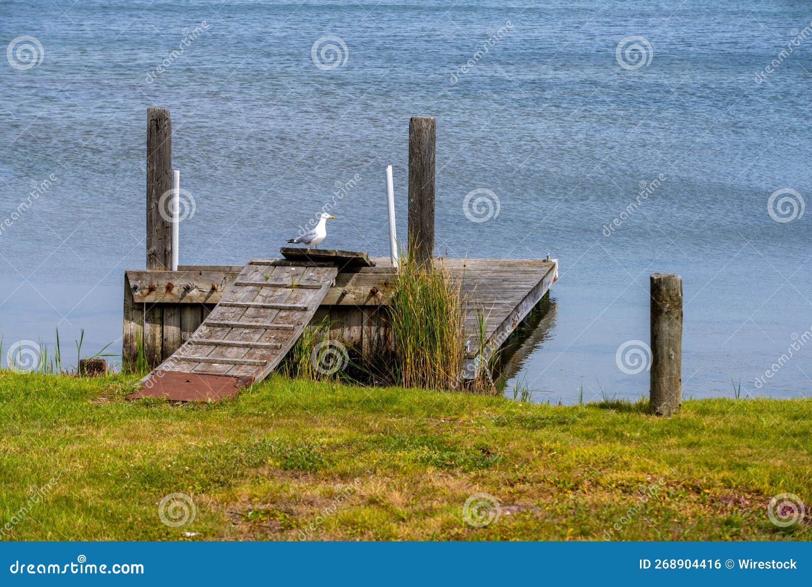Aerial View of Sea with Greenery Beach Stock Photo - Image of seagull ...