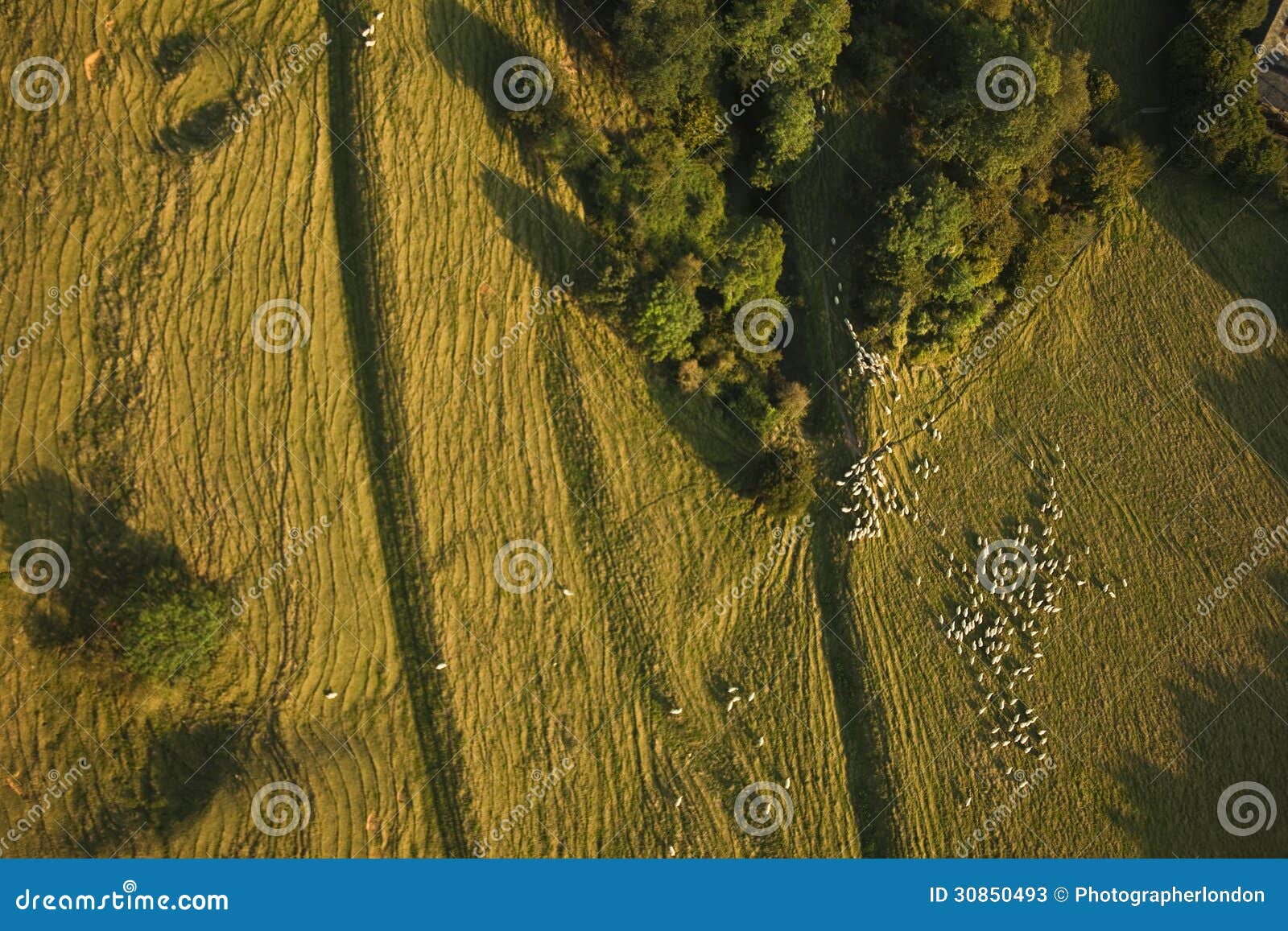 Aerial View of Sheep on Farming Land Stock Image - Image of agriculture ...