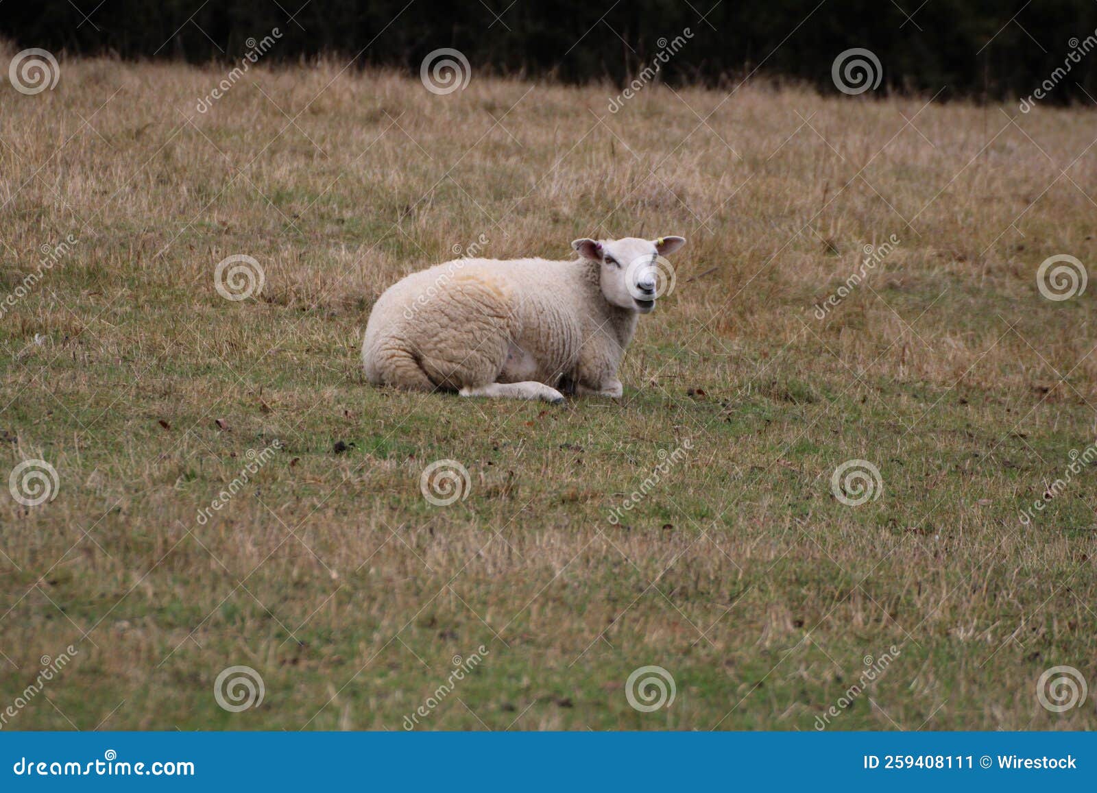 Aerial View of Sheep Lying on Greenery Field Stock Image - Image of ...
