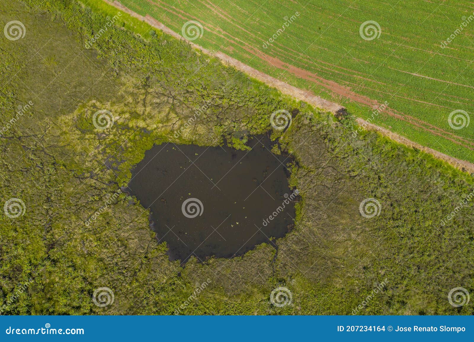 Aerial View of Small Lake with Cane Plantation beside Stock Photo ...