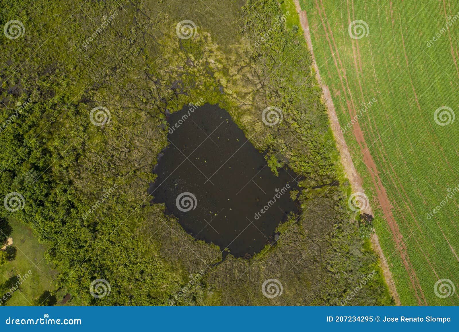 Aerial View of Small Lake with Cane Plantation beside Stock Image ...