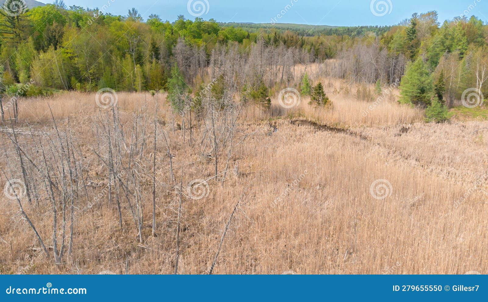Aerial View of a Small Marsh Stock Photo - Image of tree, summer: 279655550