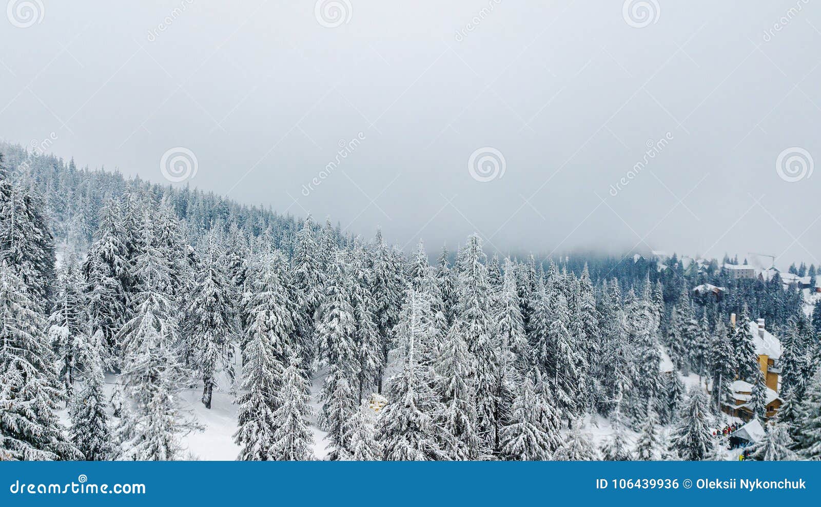 Aerial View of the Snow-covered Christmas Tree in Mountains Stock Photo ...